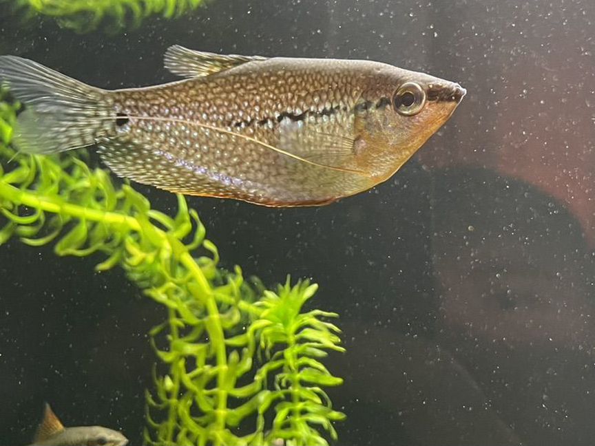 Аквариумные рыбки