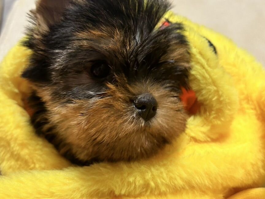 Йоркширский терьер щенки