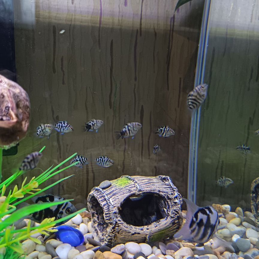 Цихлида сапфировый попугай