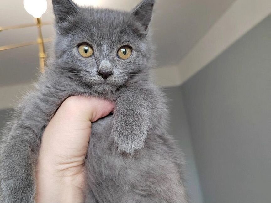 Кошечка в добрые руки