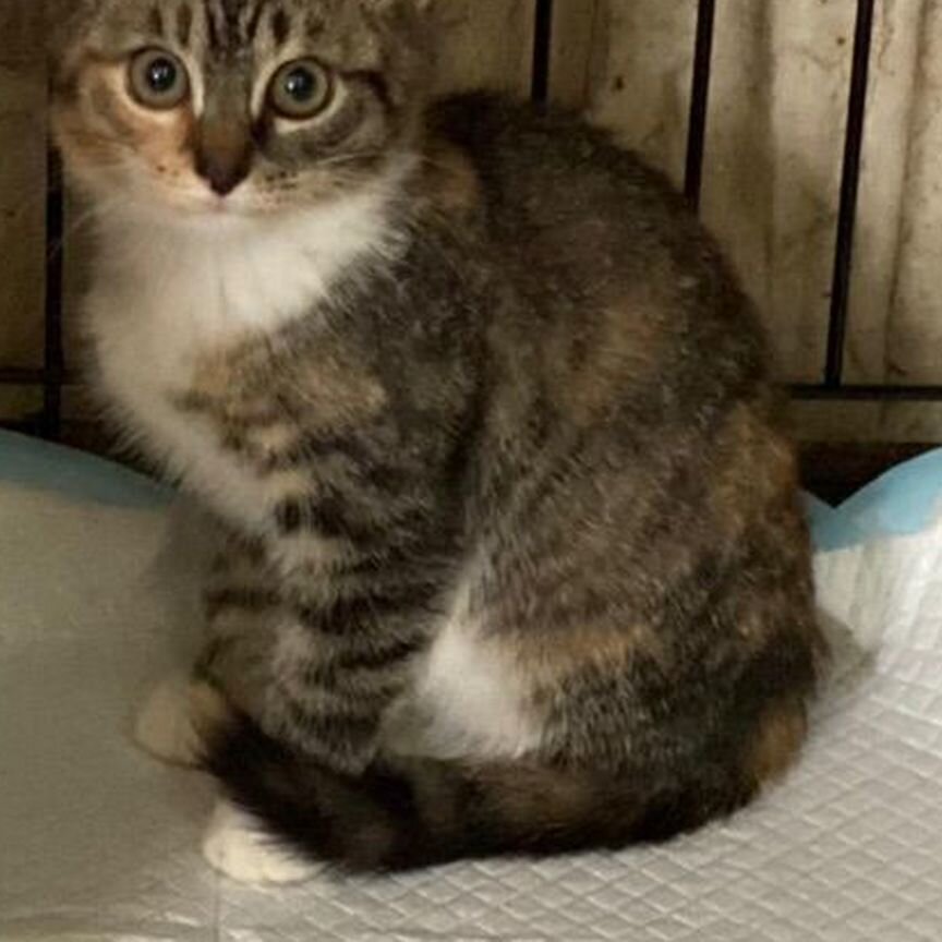 Котенок бесплатно, ищет дом