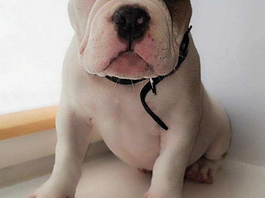 Щенки американского булли