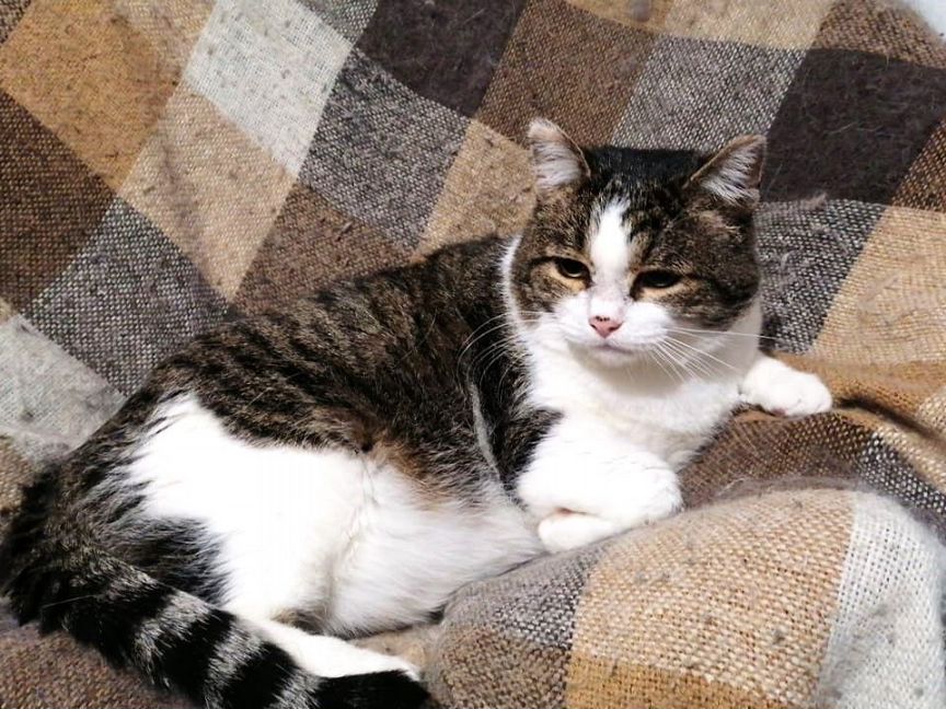 Кот Мишка, кастрирован
