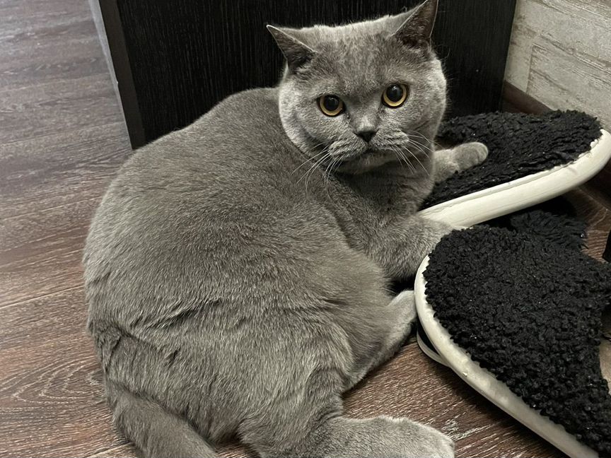 Британец короткошерстный