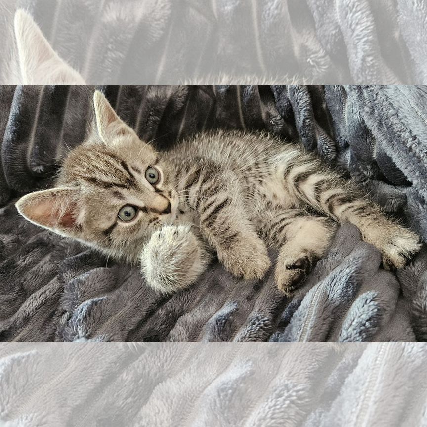 Котенок полубританец