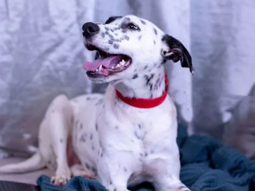 Красавица Бель ищет дом