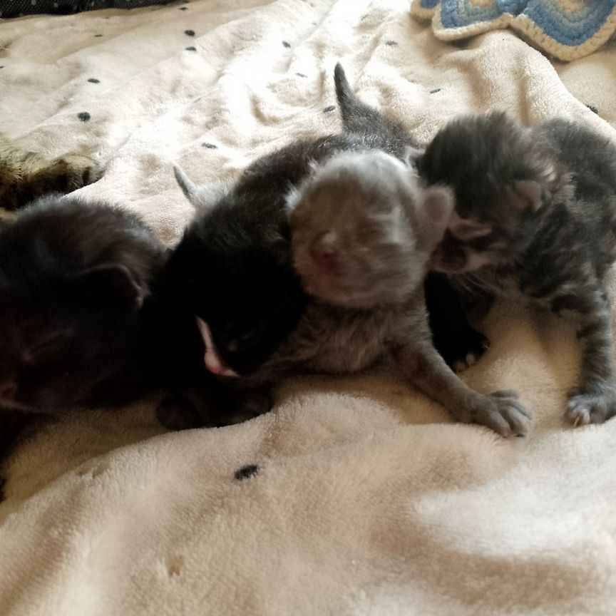 Котёнок в добрые руки