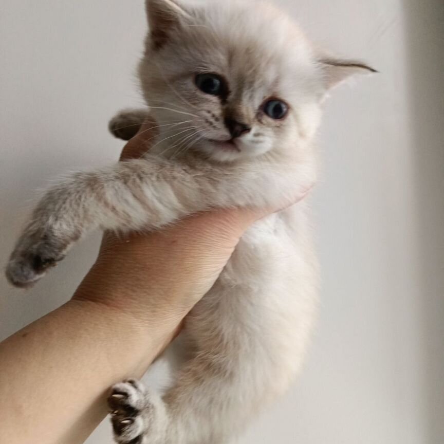 Котята шотландцы прямоухие