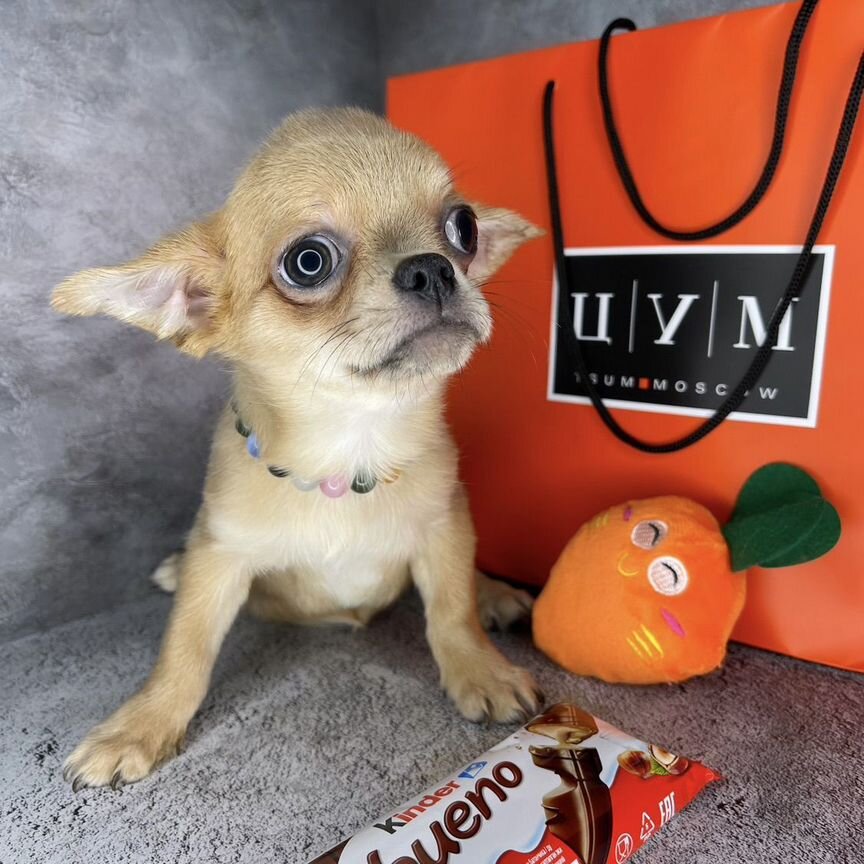 Super малыш чихуахуа