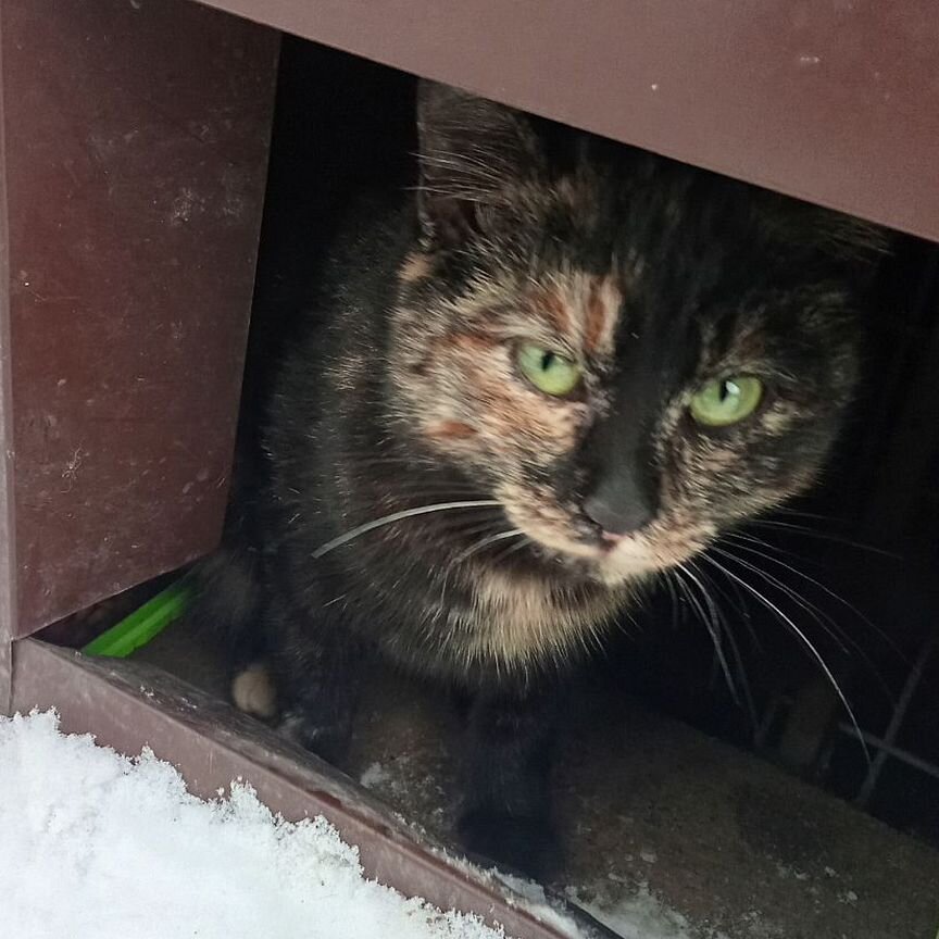 Взрослая, Девочка кошка в добрые руки