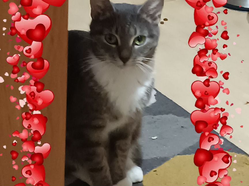 Кошки в добрые руки