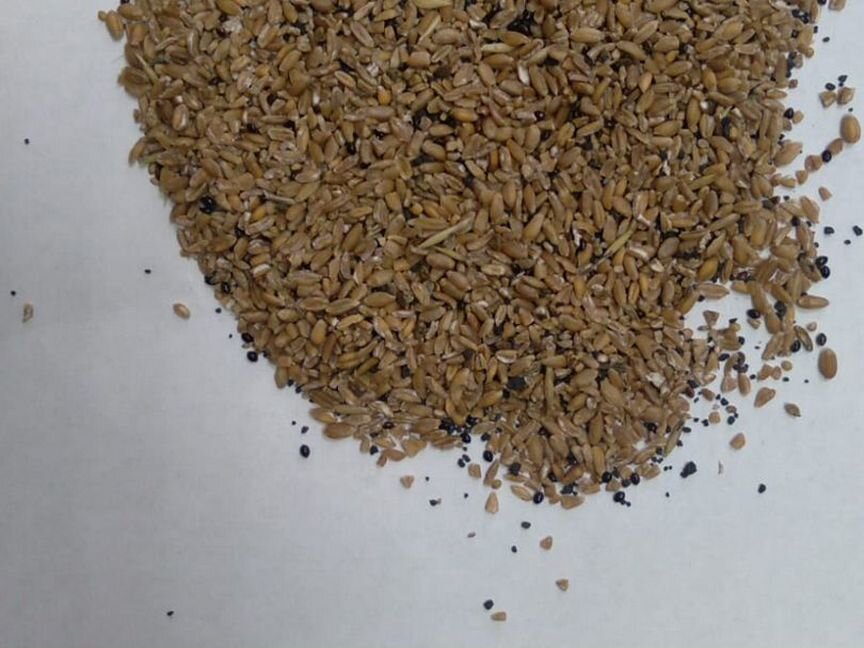 Пшеница фуражная, горох фуражный