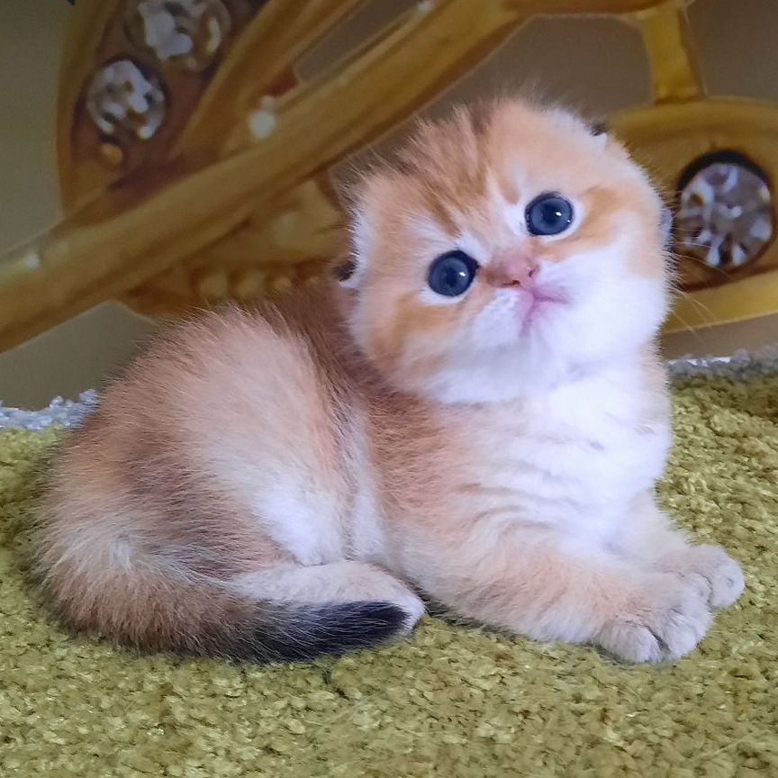 Шотландский вислоухий короткошёрстный котёнок