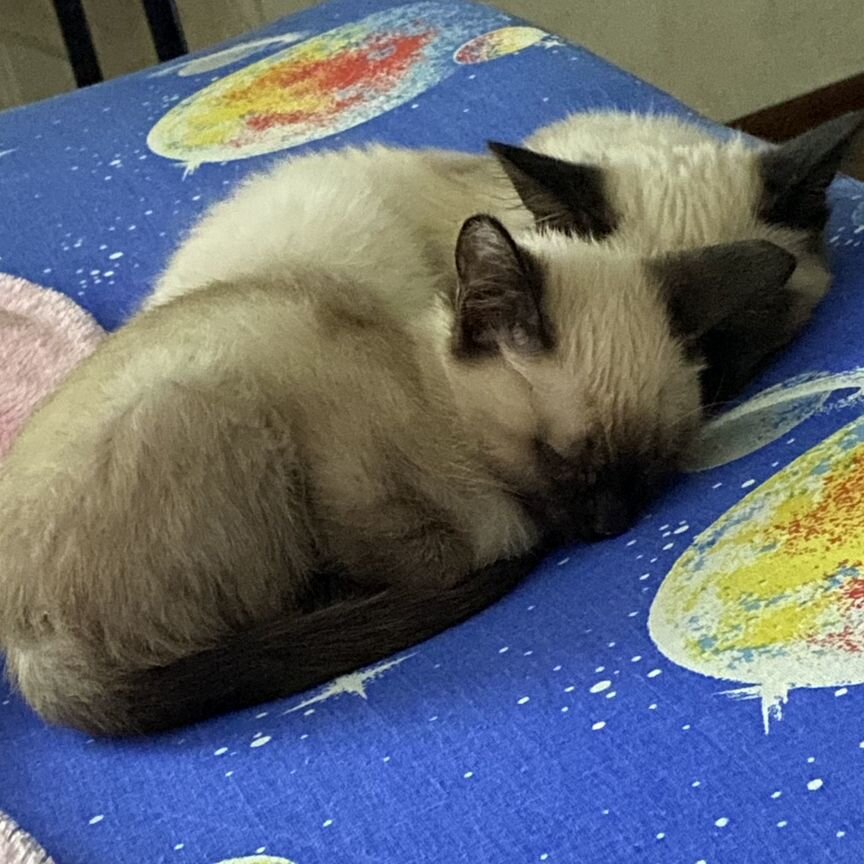 Отдам сиамскую кошечку