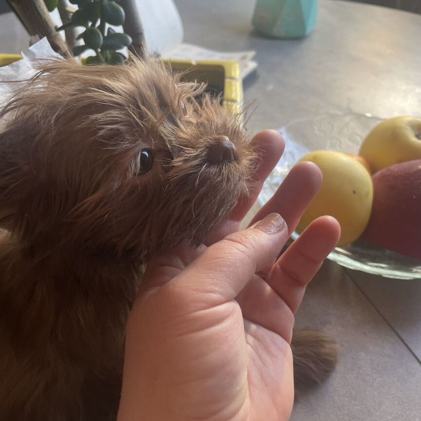 Йоркширский терьер мини