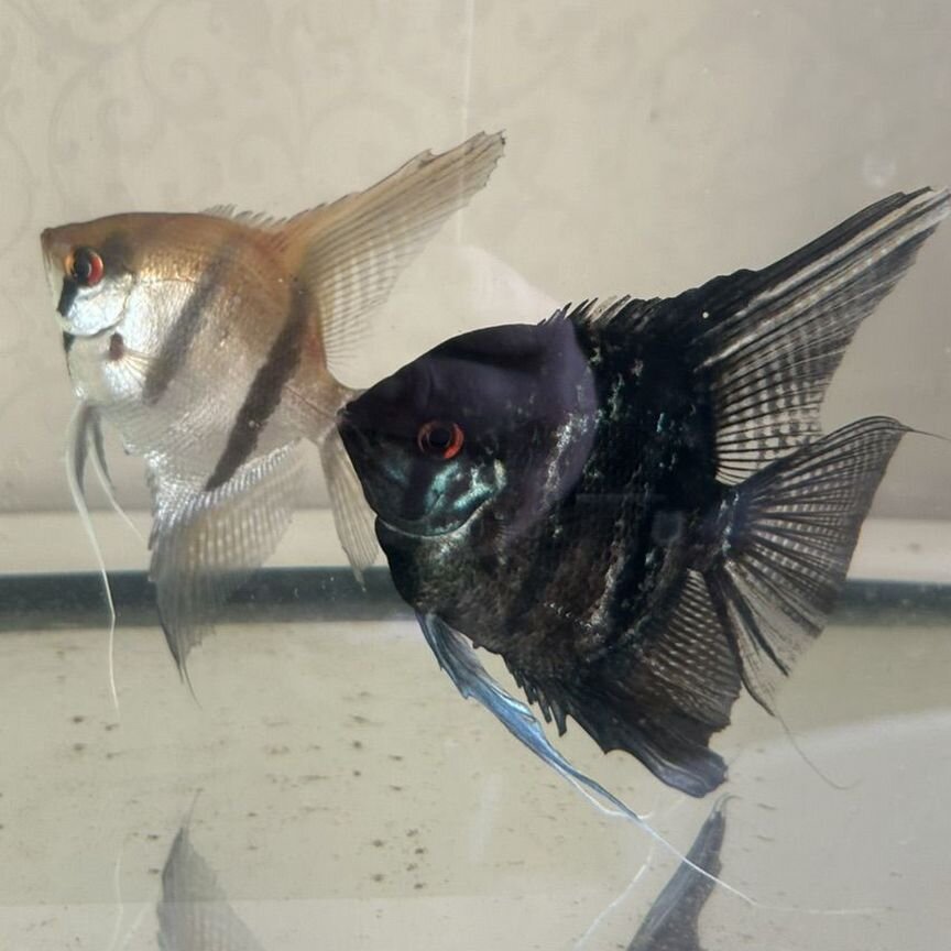 Рыбки скалярии и неон отдам за шоколадку