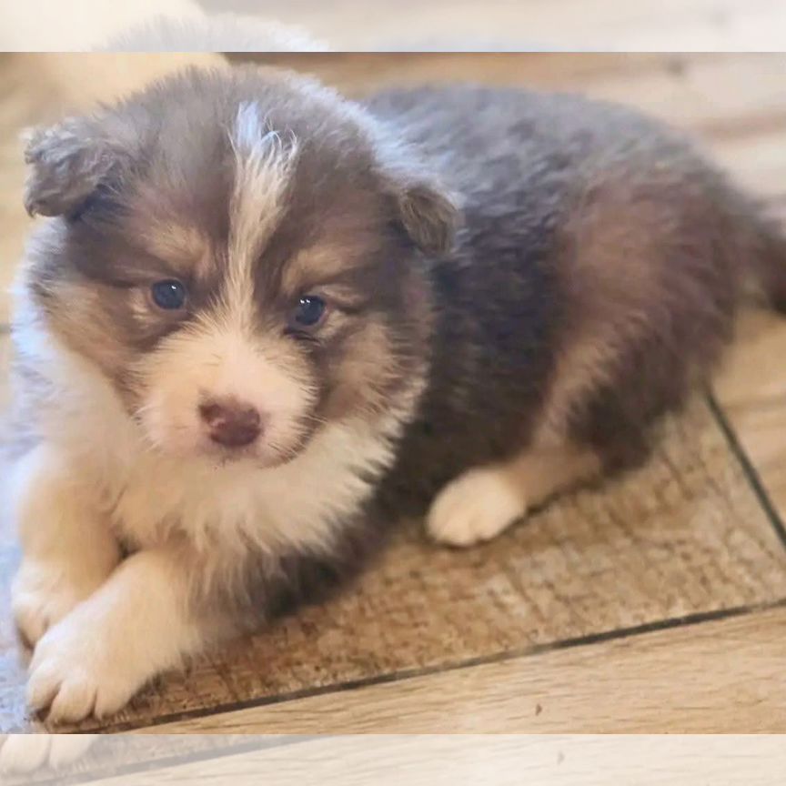 Бордер-колли, щенок