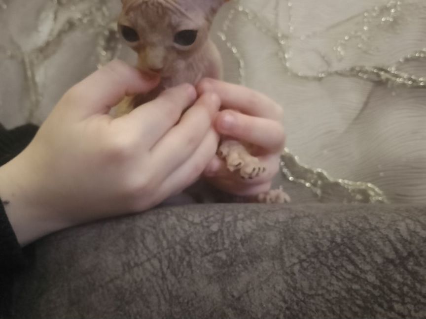 Канадский сфинкс котенок