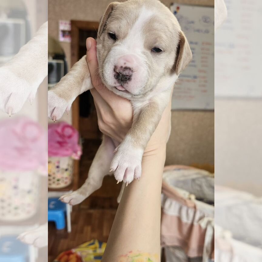 Американский стаффордширский терьер, щенок