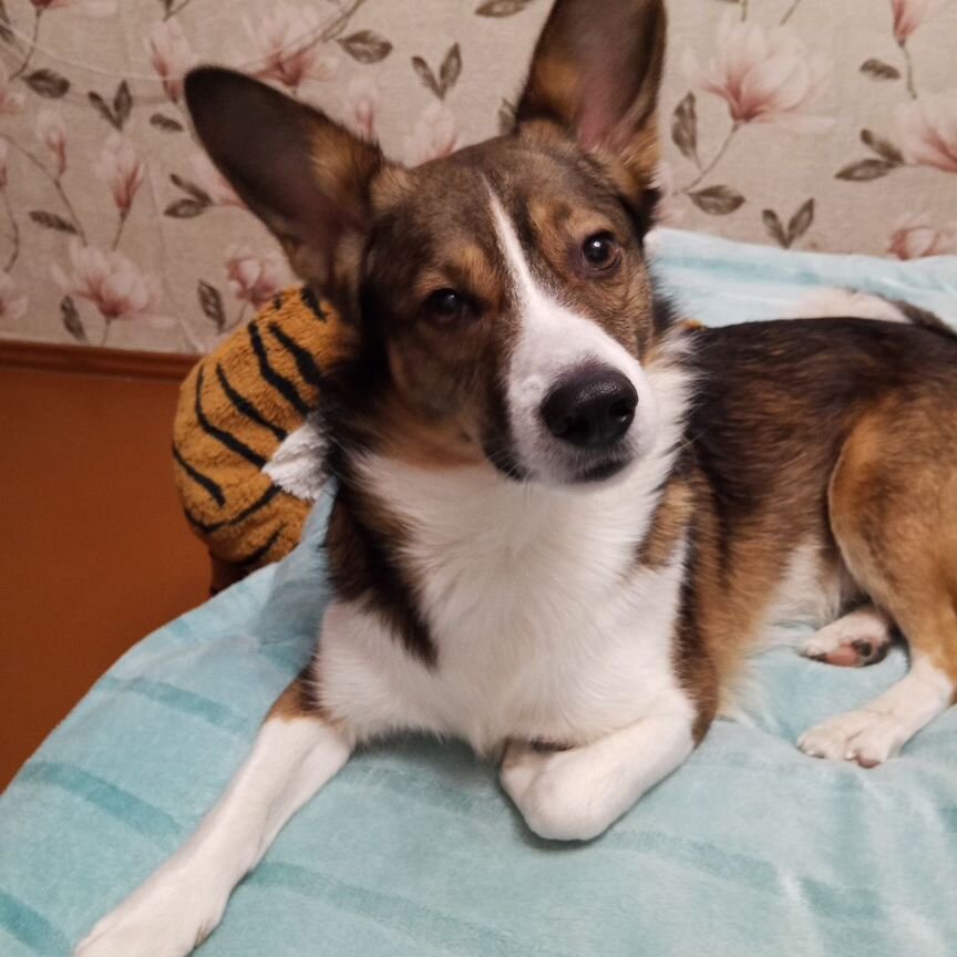 Малыш ищет друга