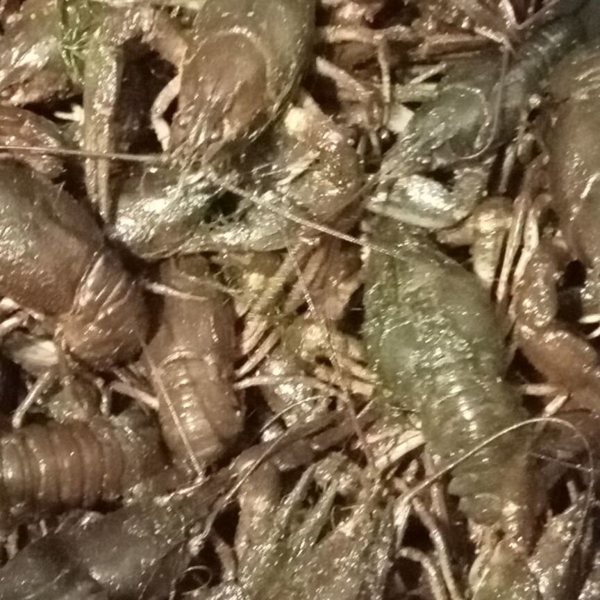 Продам живого рака