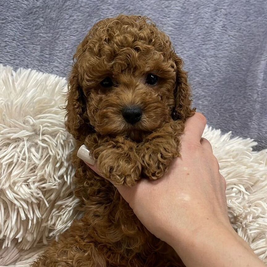 Кавапу щенок