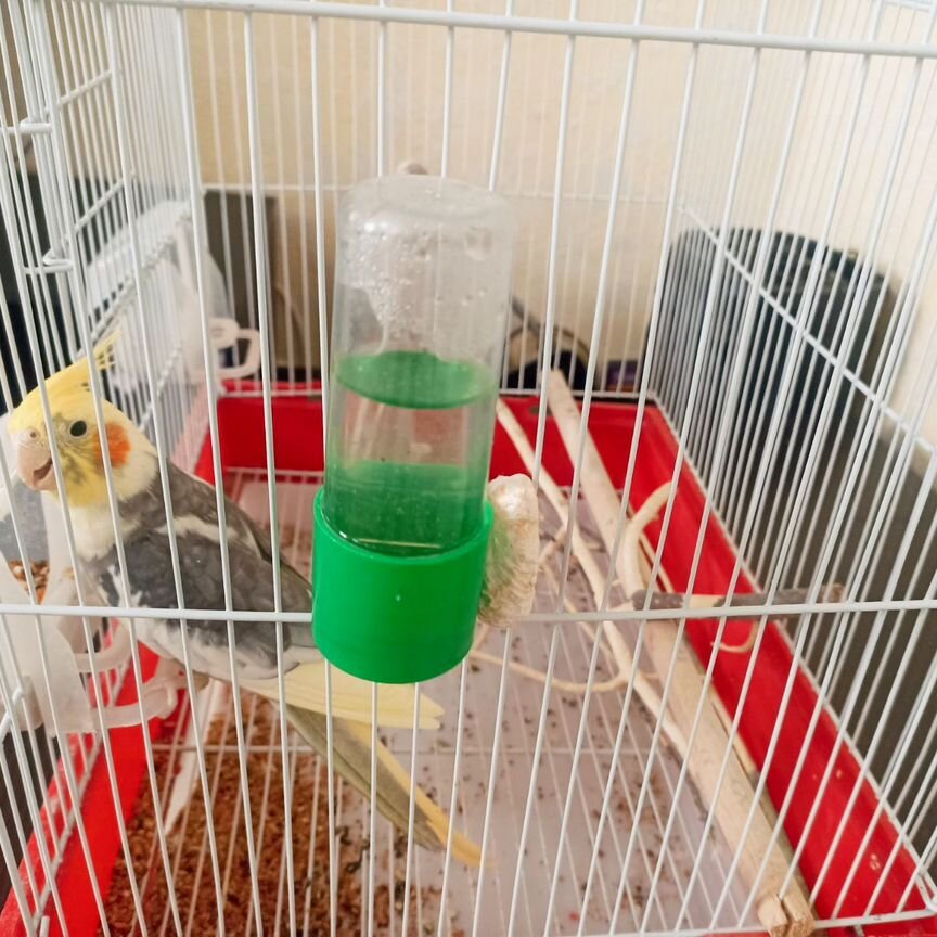 Продам попугая, порода Корелла, мальчик 1 год