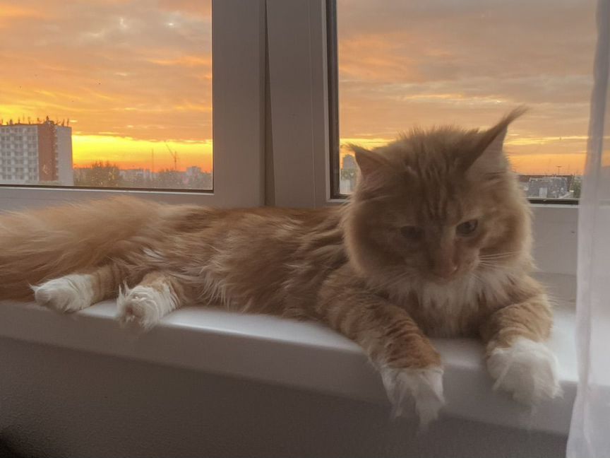 Кошки мейн-кун