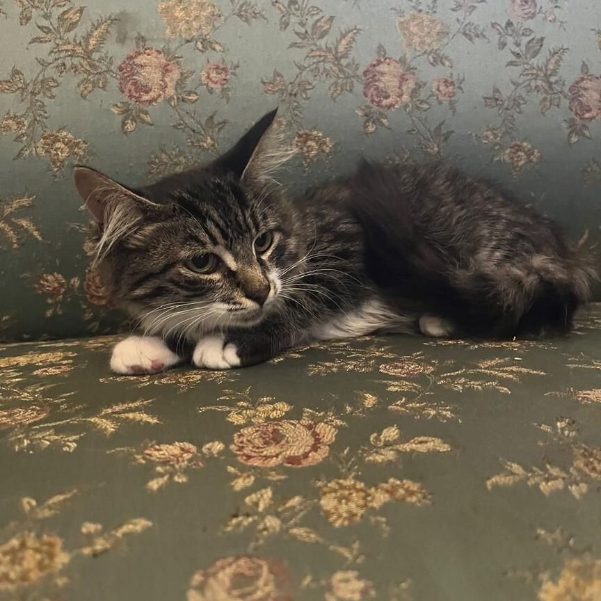 Ласковый котёнок с плюшевой шубкой