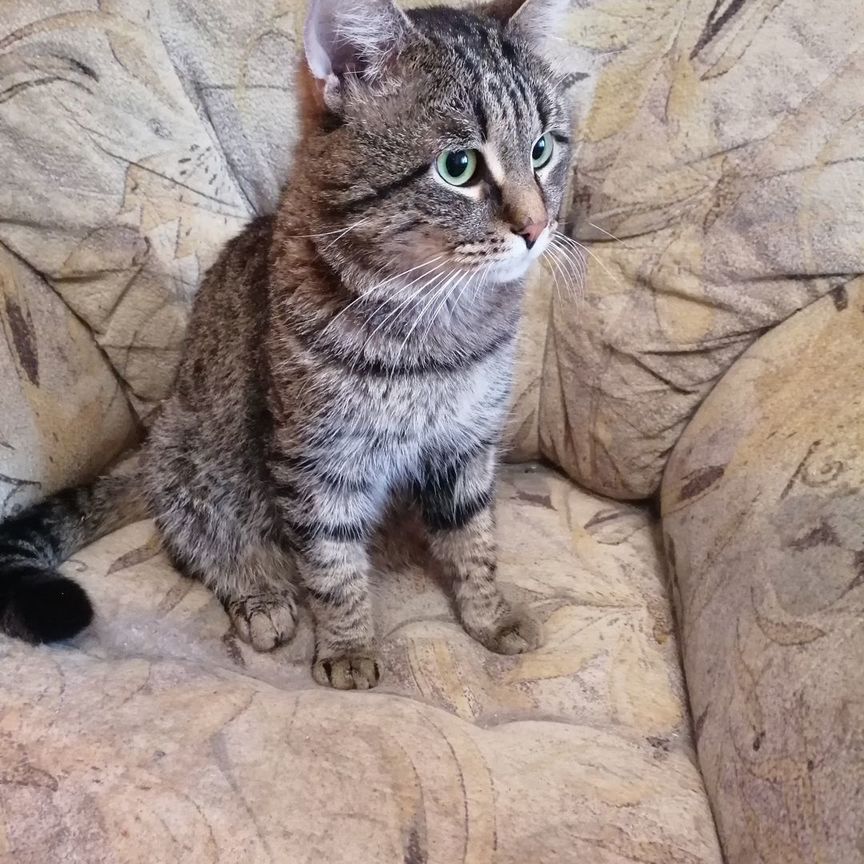 Котик Вася в добрые руки