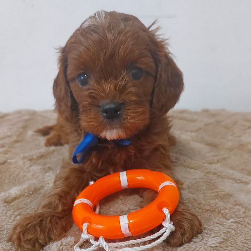 Кавапу, щенок