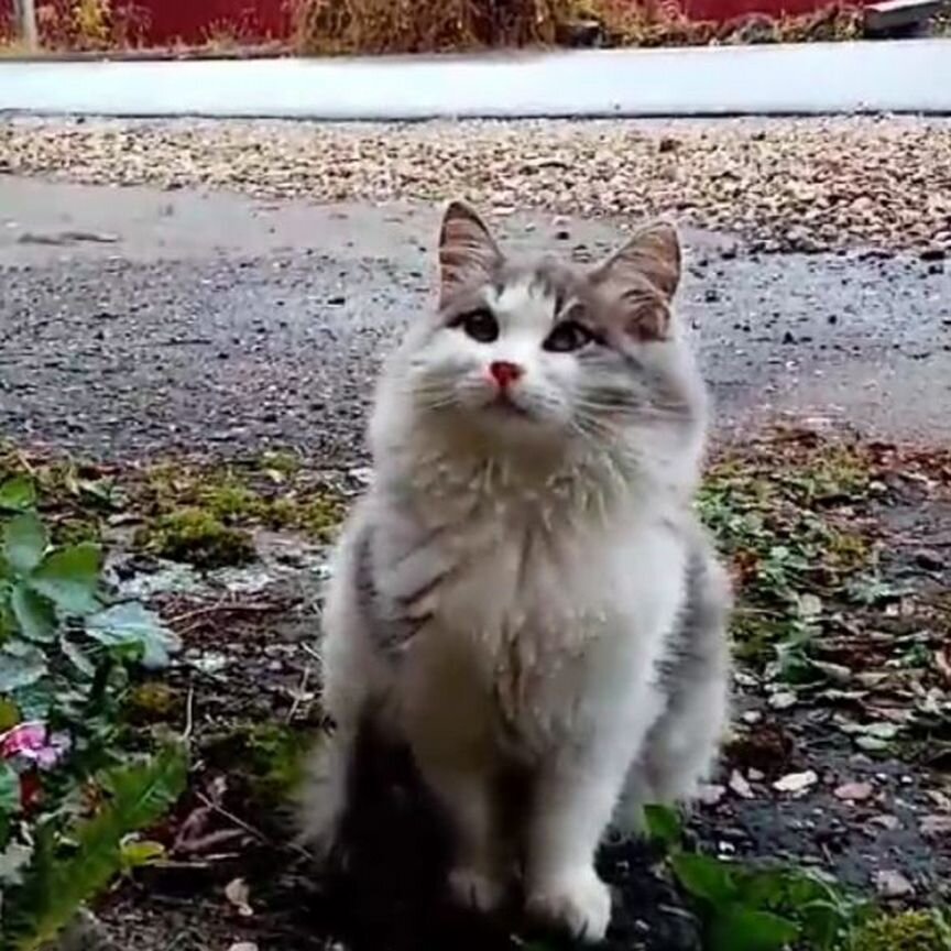 Кошечка в добрые руки