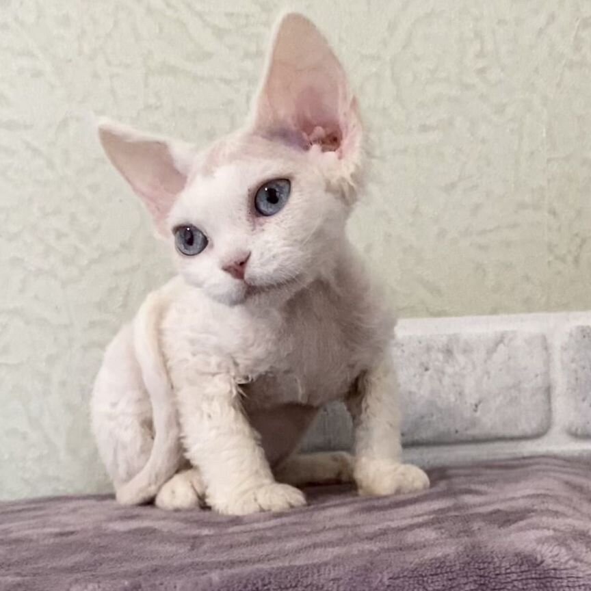 Котенок девон рекс