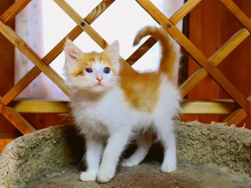 Котенок особенный в добрые руки бесплатно