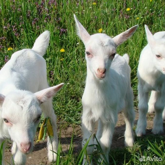 Козлик 3 месяца