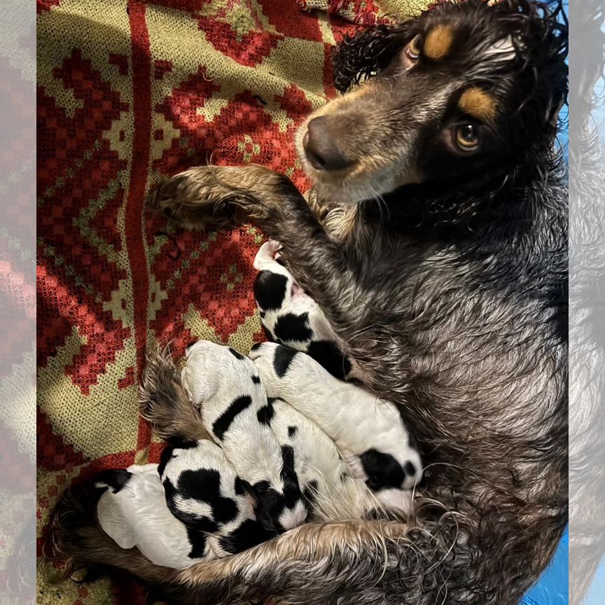 Русский охотничий спаниель, щенок