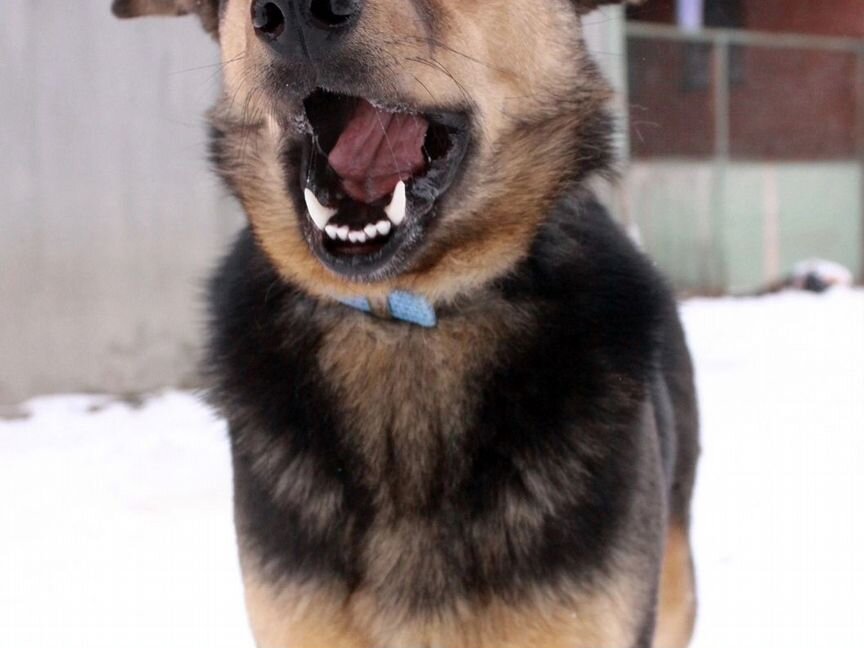 Чудесная Плюша ищет дом