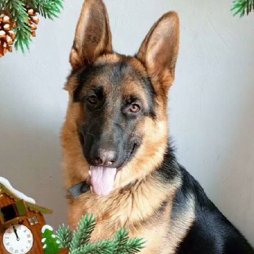 Чистокровный немец 1 год. Племенной есть паспорт