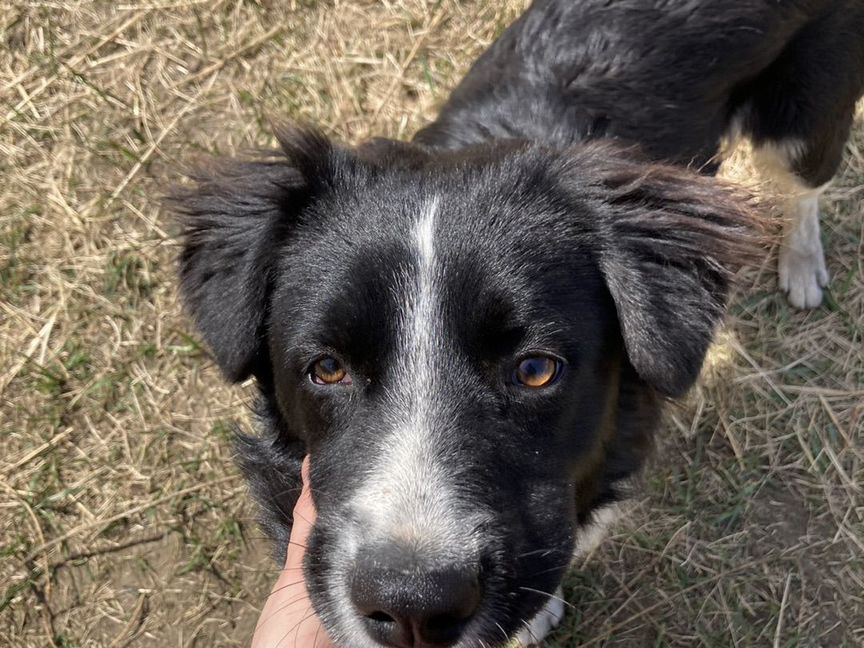 Копия Бордерр колли ищет дом