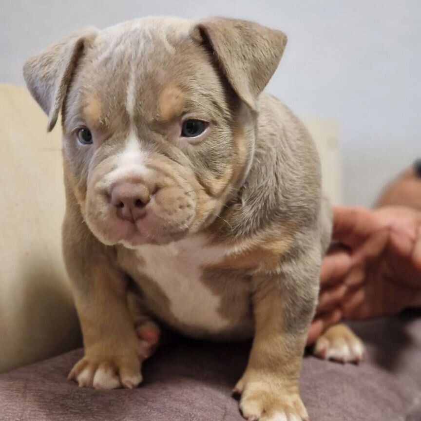 Американский булли