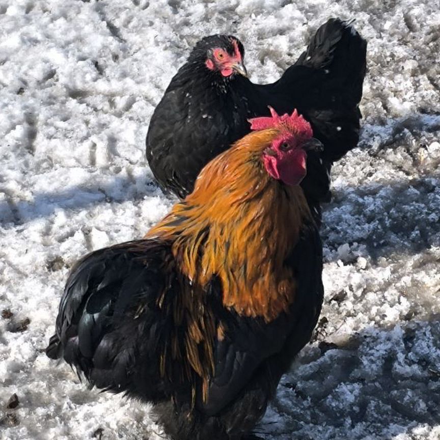 Петушки декоративные