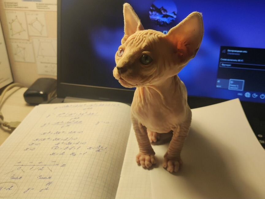 Канадский сфинкс котенок