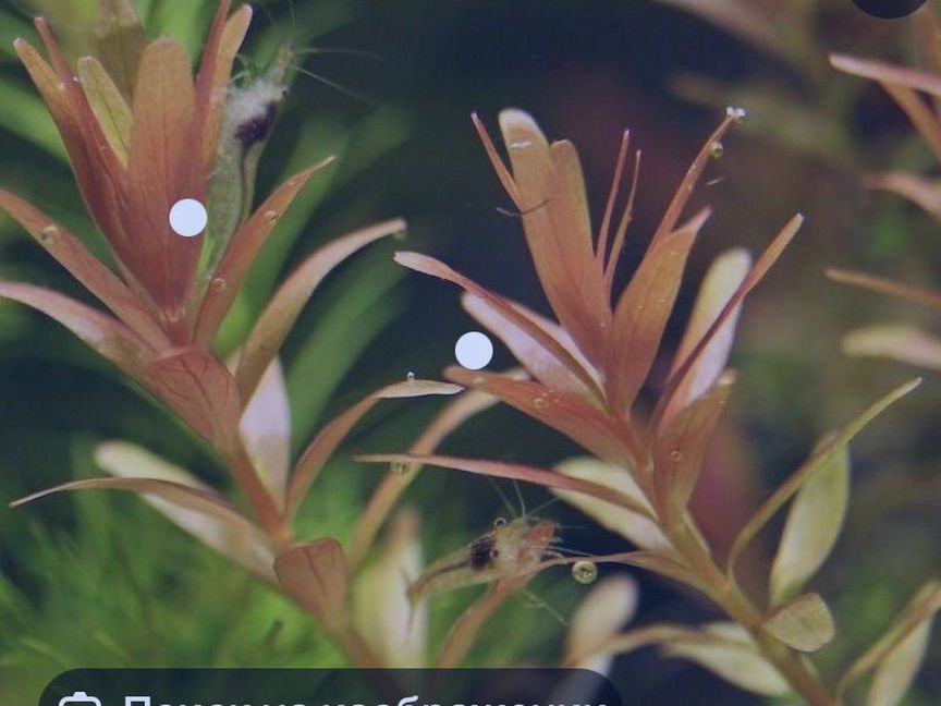 Ротала ротундиыолия прополка бесплатно ведро