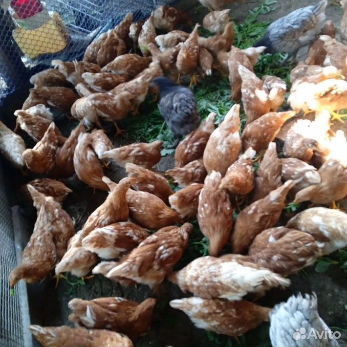 Куры несушки оптом