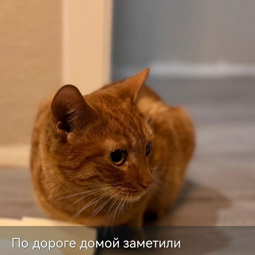 Давайте вместе найдём домик кошечке)