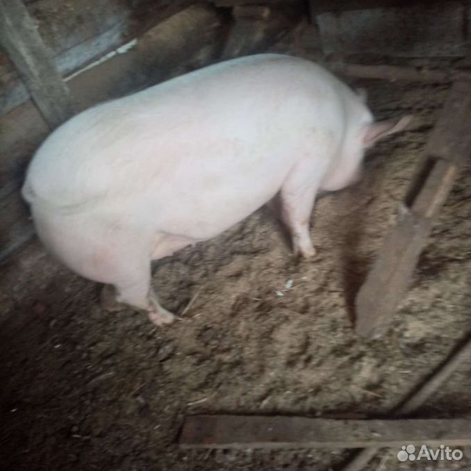 Свиноматка крупная белая