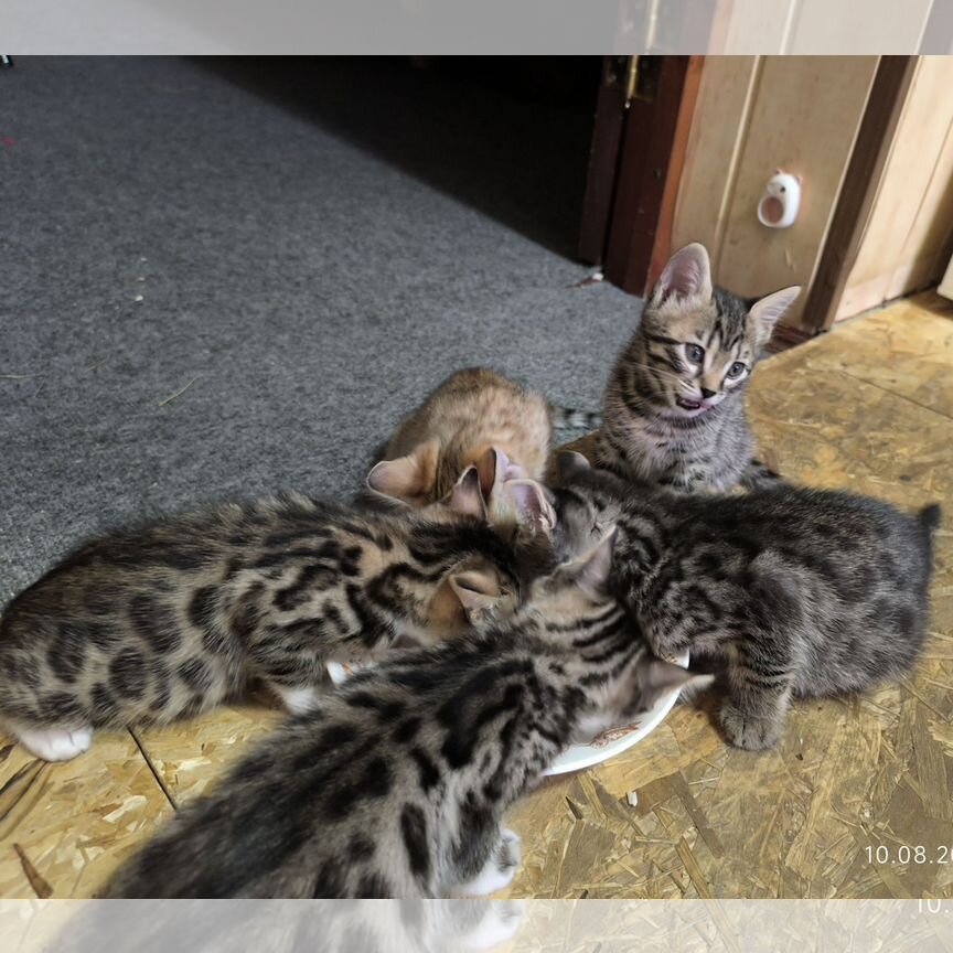 Бенгальские котята
