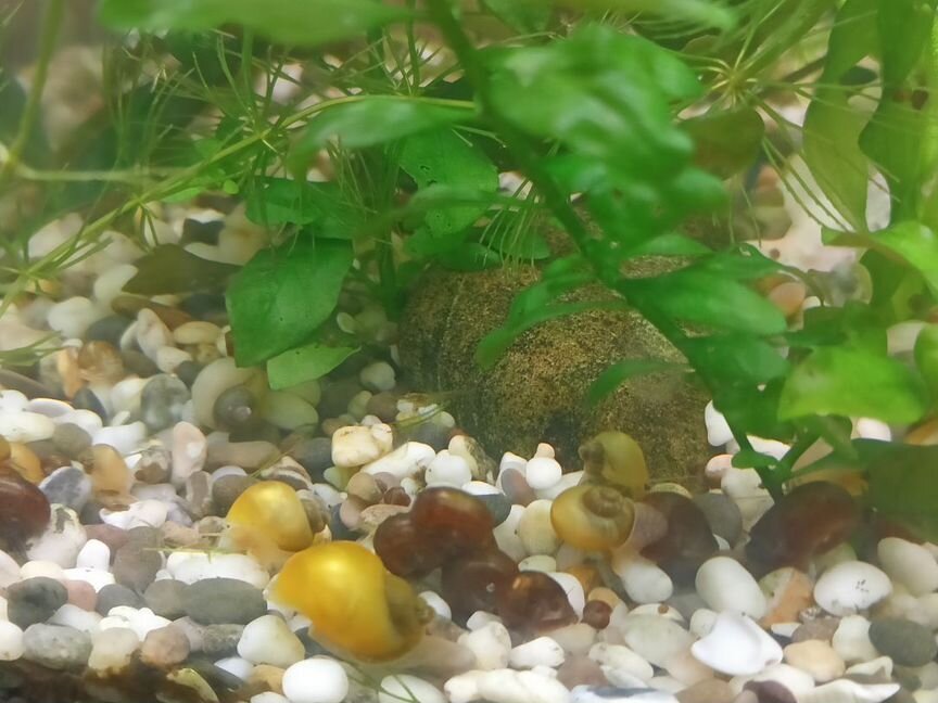 Аквариумные улитки ампулярии