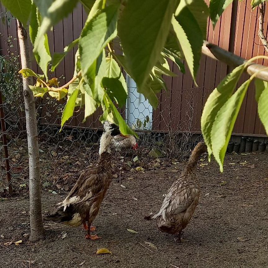 Утки индийский бегунок