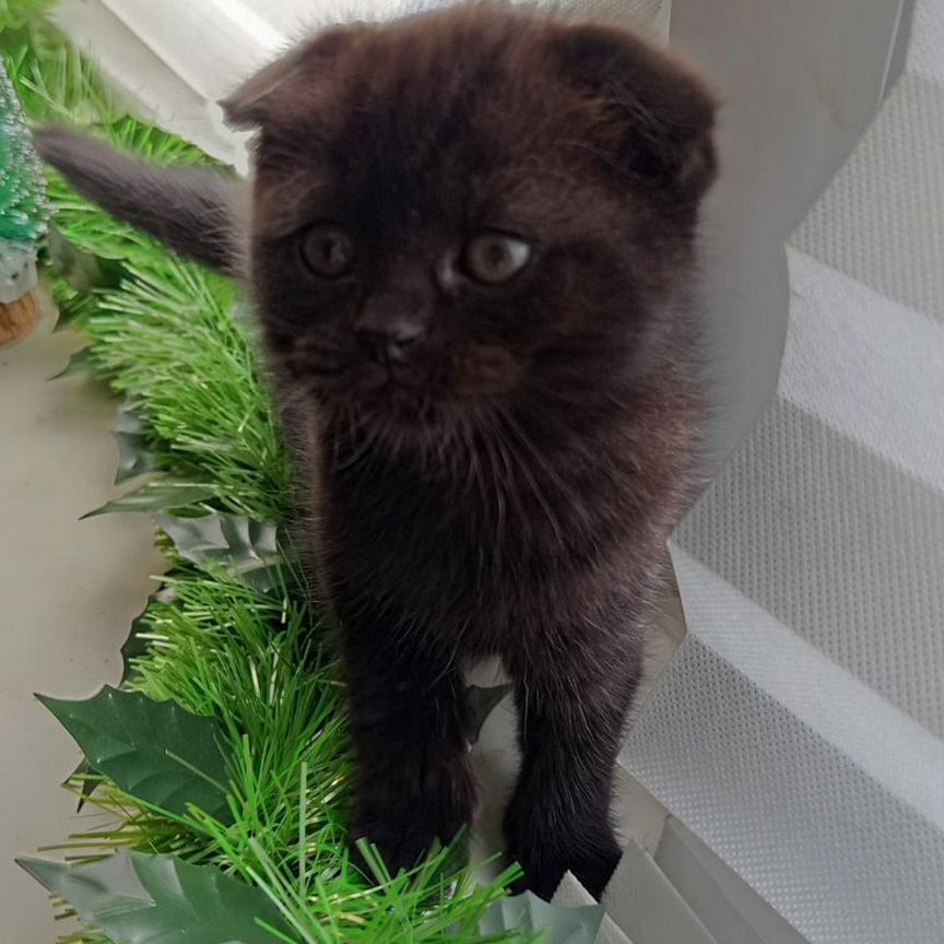 Чистокровные Шотландские котята